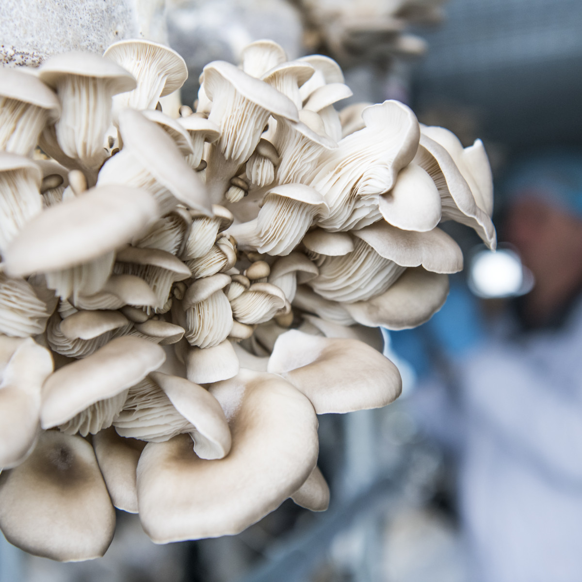 Van afval naar eten: oesterzwammen | Vanaf Hier